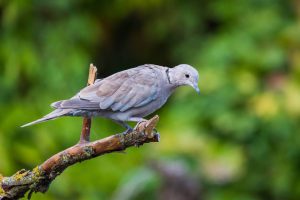 Balkáni gerle (Streptopelia decaocto) - Madaraink