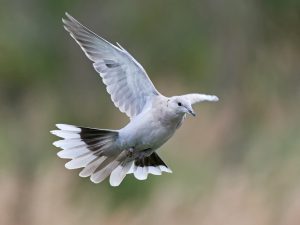 Balkáni gerle (Streptopelia decaocto) - Madaraink