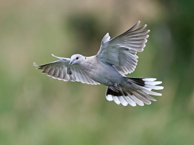 Balkáni gerle (Streptopelia decaocto) - Madaraink