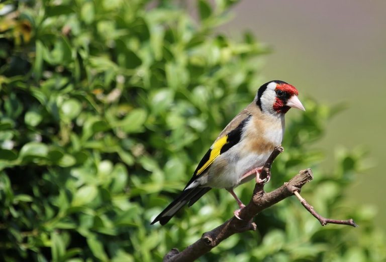 A Tengelic - (Carduelis carduelis) - Madaraink