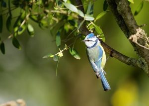 Kék cinege (Cyanistes caeruleus) - jellemzői és elterjedése - Madaraink