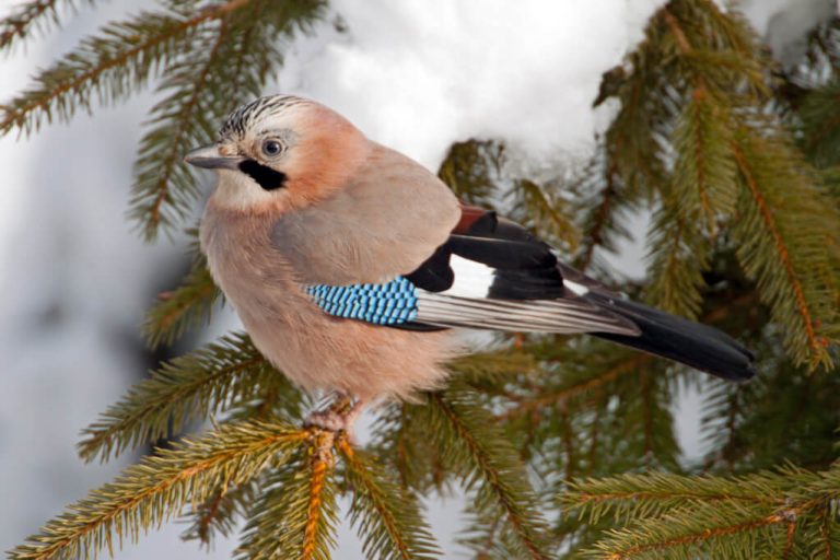 Szajkó (Garrulus glandarius) - megjelenése és életmódja - Madaraink