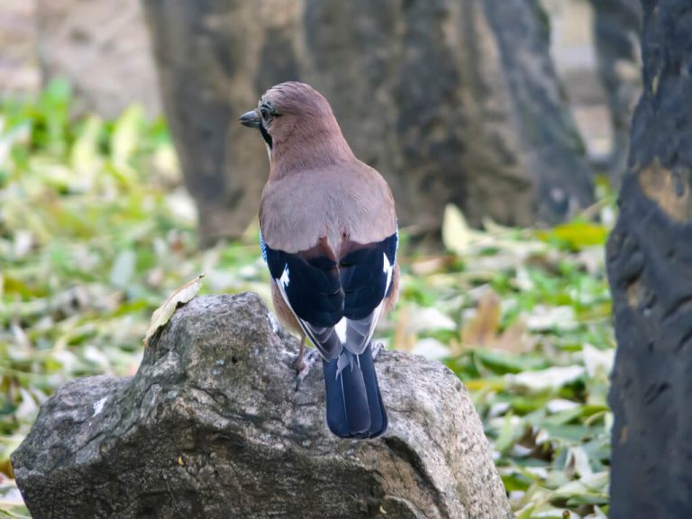 Szajkó (Garrulus glandarius) - megjelenése és életmódja - Madaraink