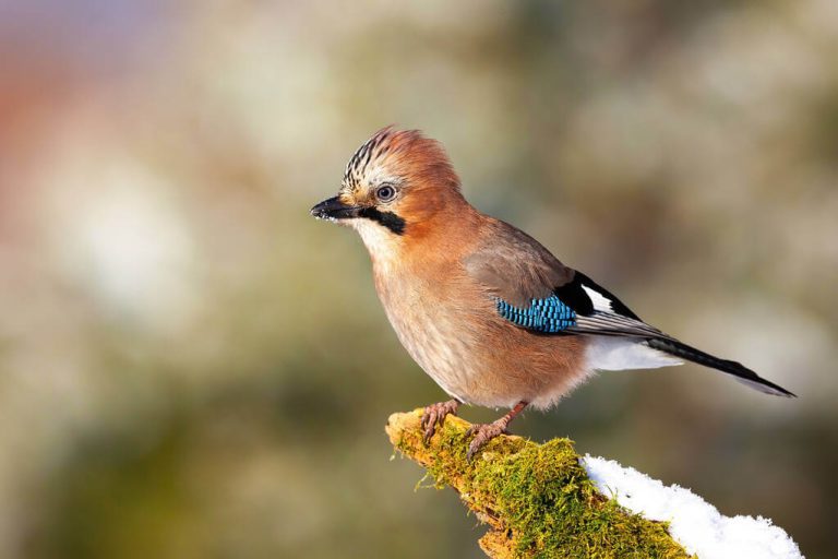 Szajkó (Garrulus glandarius) - megjelenése és életmódja - Madaraink