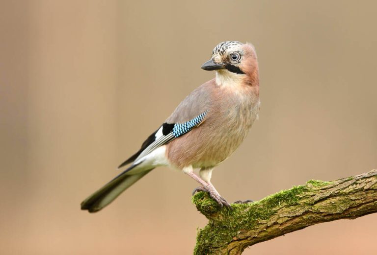 Szajkó (Garrulus glandarius) - megjelenése és életmódja - Madaraink