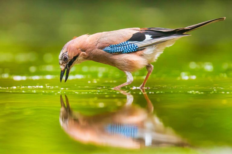 Szajkó (Garrulus glandarius) - megjelenése és életmódja - Madaraink