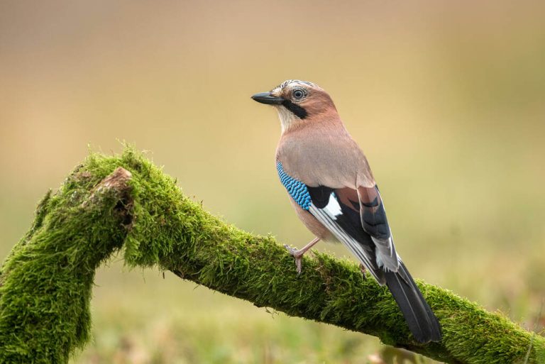 Szajkó (Garrulus glandarius) - megjelenése és életmódja - Madaraink