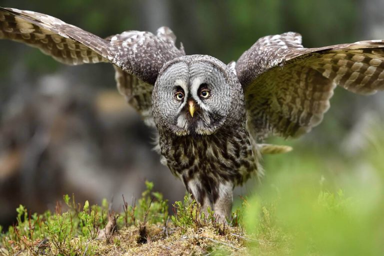 Szakállas bagoly (Strix nebulosa) életmódja és jellemzői - Madaraink