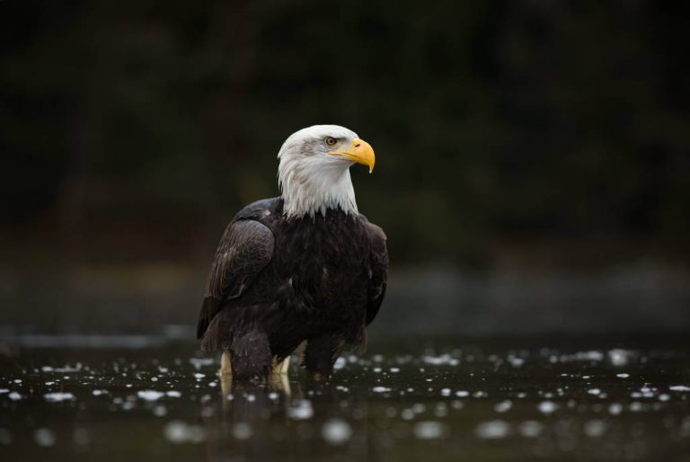 Fehérfejű rétisas (Haliaeetus leucocephalus) jellemzői és életmódja ...